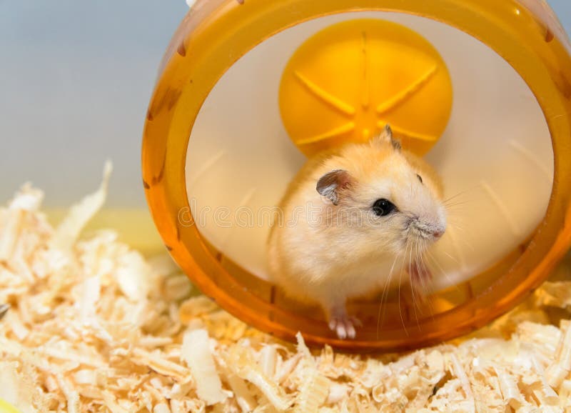 Treadmill Exercise for Hamster Stock Image - Image of engine, carne ...