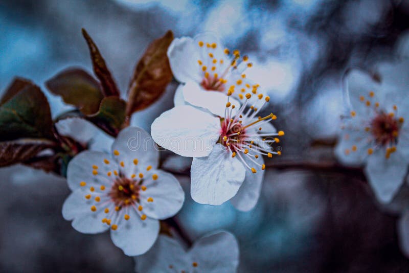 Treas in bloossom stock photo. Image of autumn, petal - 209235854