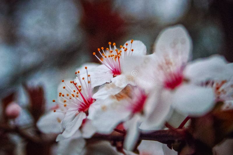 Treas in bloossom stock image. Image of tree, plant - 209235857