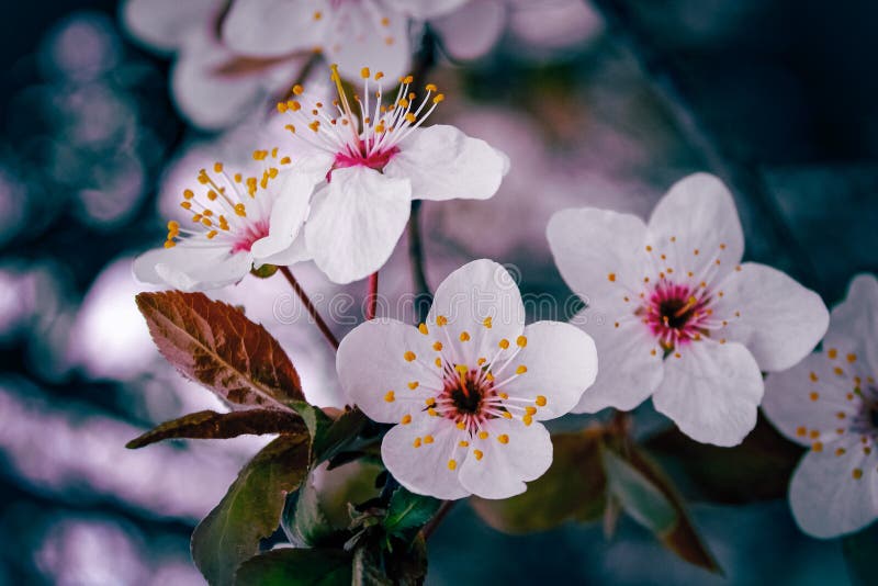 Treas in bloossom stock photo. Image of pink, produce - 209235878