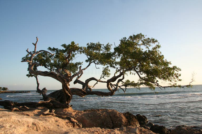 Treasure Beach Tree stock image. Image of rocky, treasure - 1031271