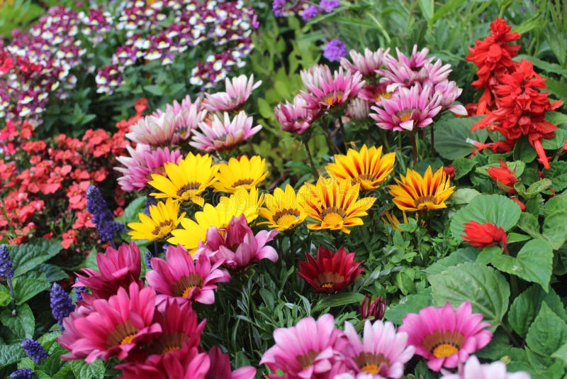 Treasure flower stock photo. Image of treasures, floral - 254410052