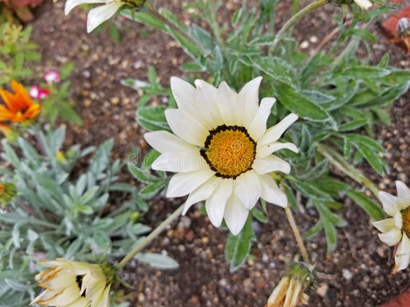 Treasure Flower, or, Gazania Rigens -01 Stock Image - Image of bright ...