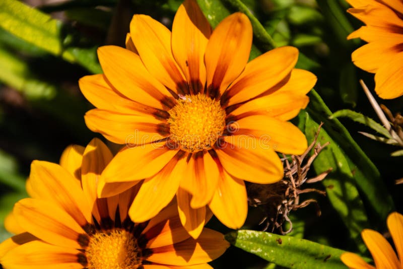 Treasure flower stock image. Image of beautiful, outdoors - 162447699