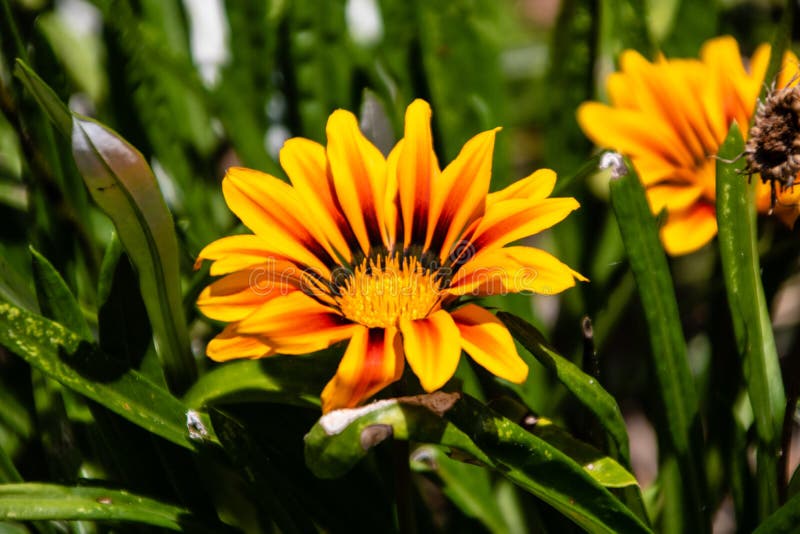 Treasure flower stock image. Image of beautiful, outdoors - 162447699