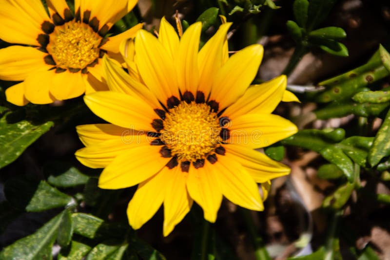 Treasure flower stock image. Image of beautiful, outdoors - 162447699