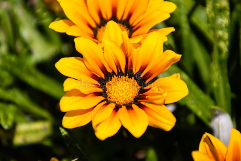 Treasure flower stock image. Image of flower, green - 162447725