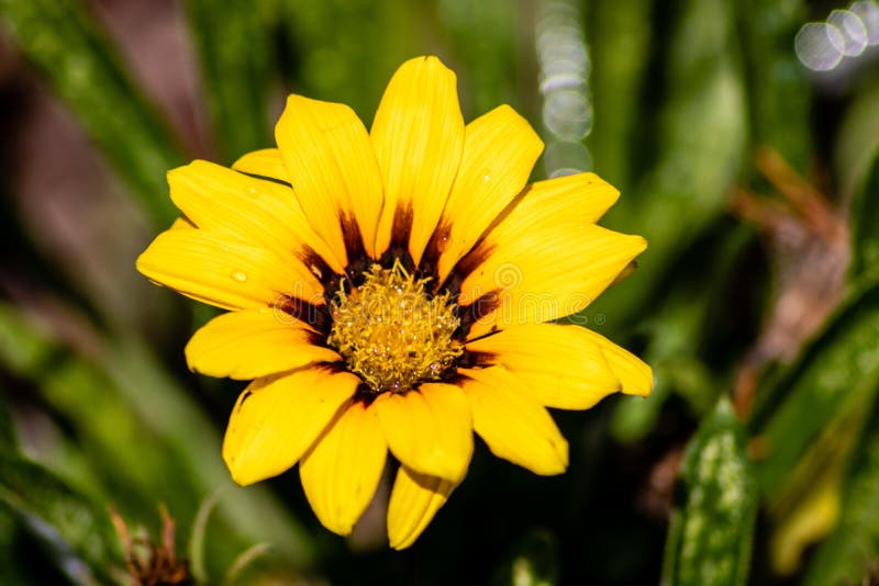 Treasure flower stock image. Image of beautiful, outdoors - 162447699