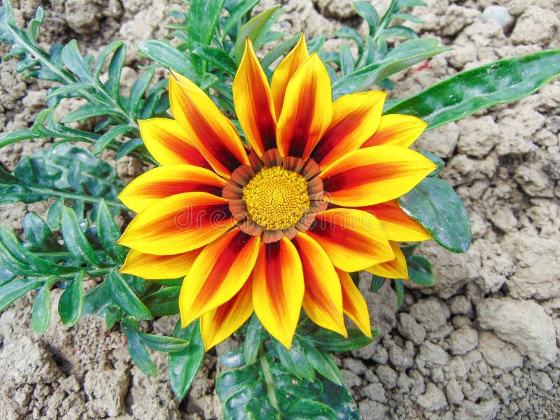 Treasure Flower in Romania. Gazania Rigens Stock Photo - Image of macro ...
