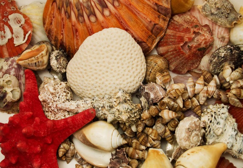 Treasure from the Ocean stock photo. Image of beautiful - 58616338