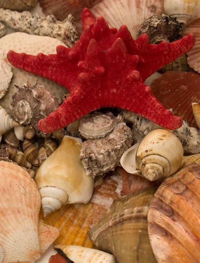 Treasure from the ocean stock photo. Image of holiday - 58616194