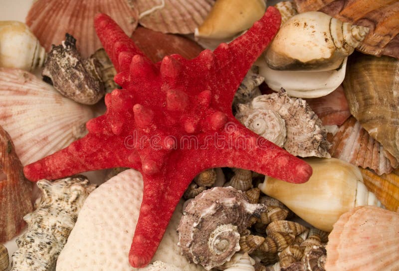 Treasure from the ocean stock photo. Image of beach, tourism - 58616230