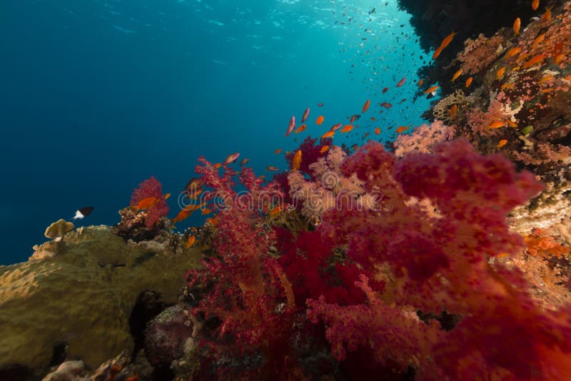 Treasures of the red sea stock photo. Image of reef - 104793484