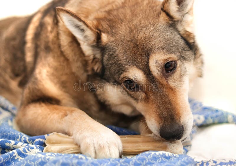 A Dog Chews on a Treat, Chewing Bone Stock Photo - Image of predator ...