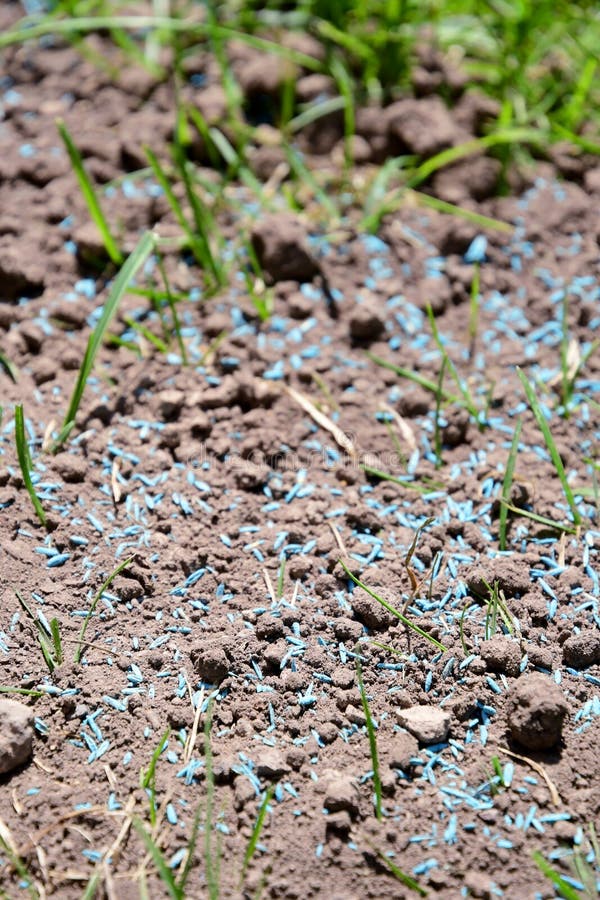 Treated Grass Seed stock photo. Image of dirt, lawn, grass - 93001978