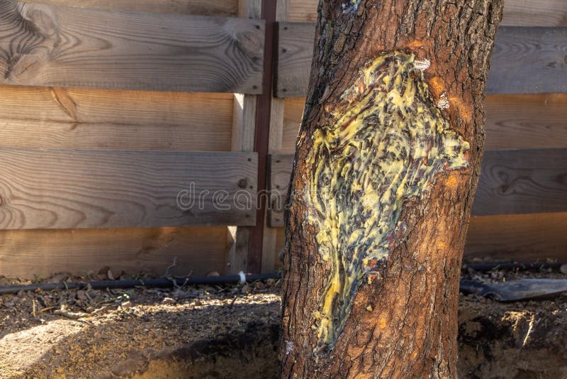 The Wounds on the Branch of the Fruit Tree from Friction. Which Upward ...