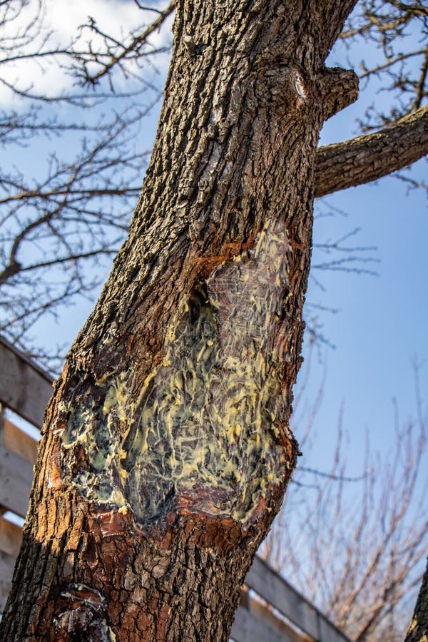 Treating the Wounds of Trees with Garden Pitch Stock Image - Image of ...