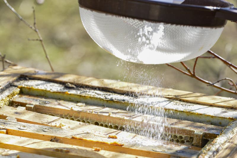 Treatment Bees with Powder Sugar Dusting Against Warroa Destructor ...