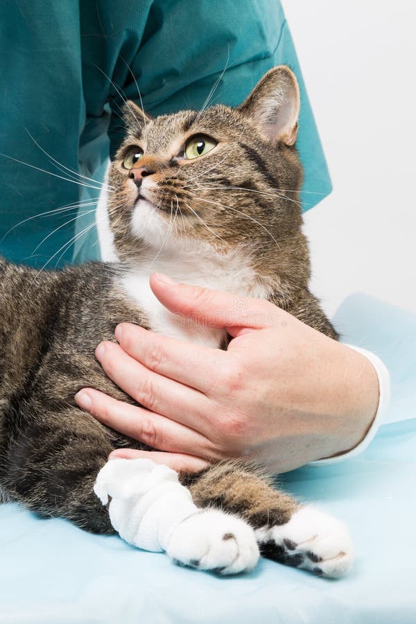 Treatment at a cat stock photo. Image of animal, katzen - 46525480