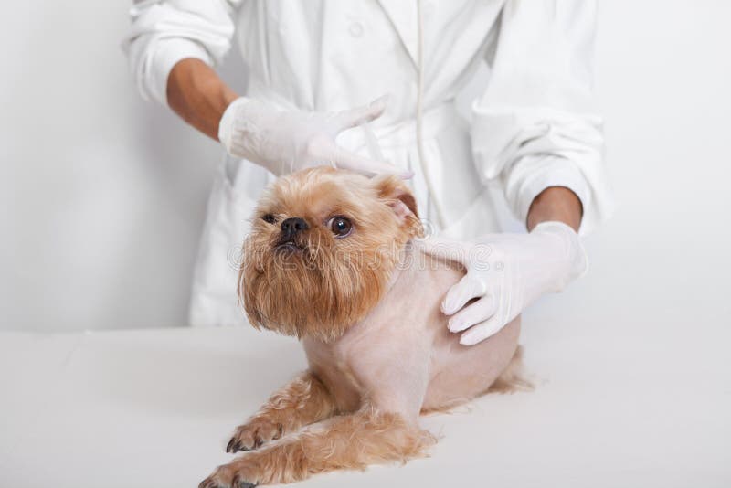 Treatment of dog stock photo. Image of occupation, uniform - 25018028