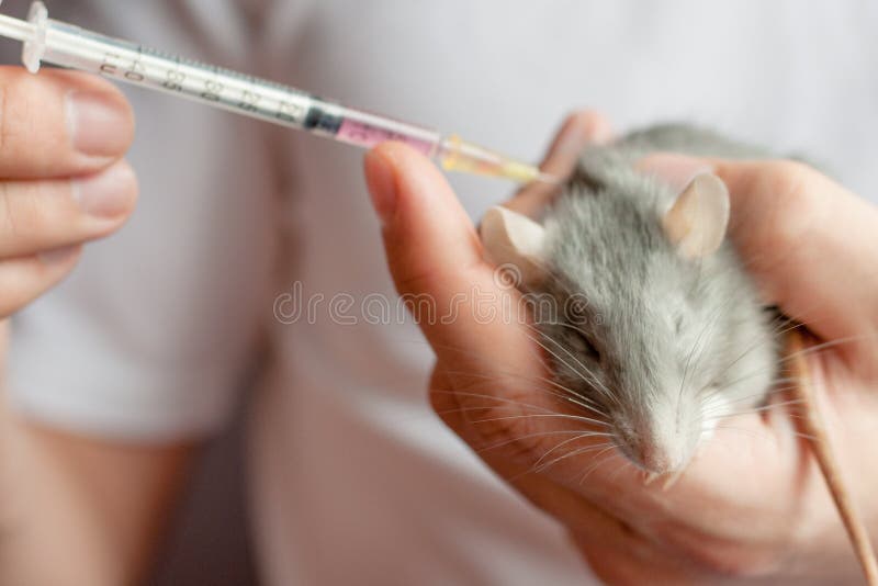 Treatment domestic rats stock image. Image of illness - 81575673