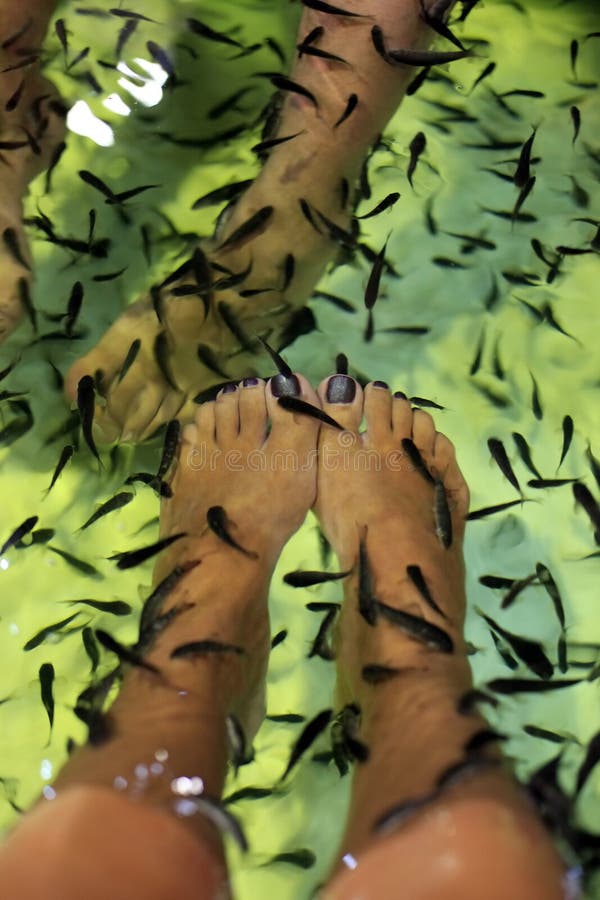 Fish Therapy stock image. Image of relaxation, health - 14422507