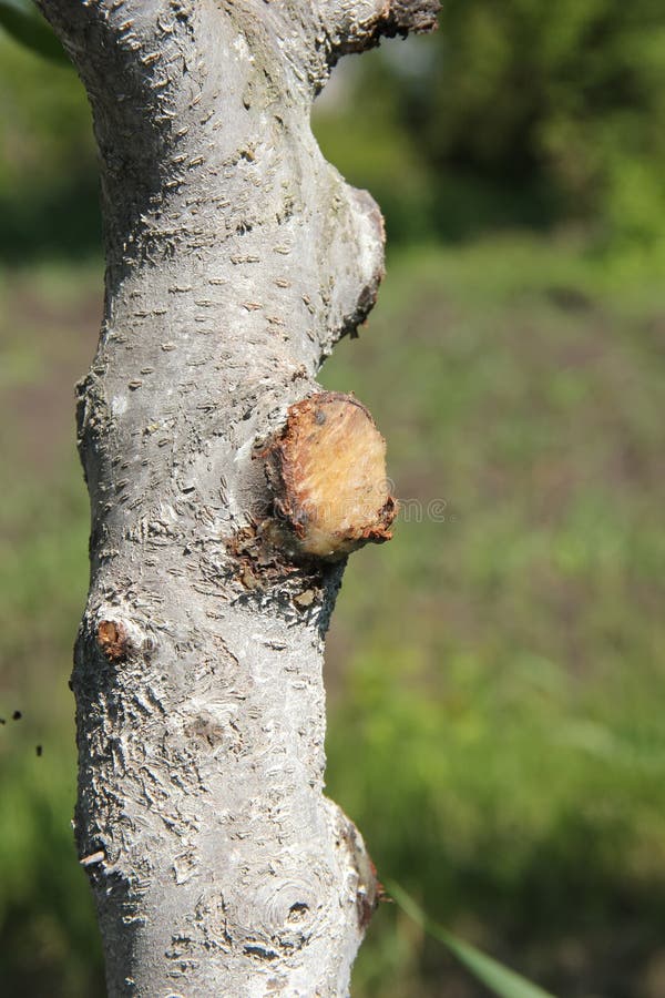 Treatment Garden Pitch of the Wound on the Tree Stock Photo - Image of ...