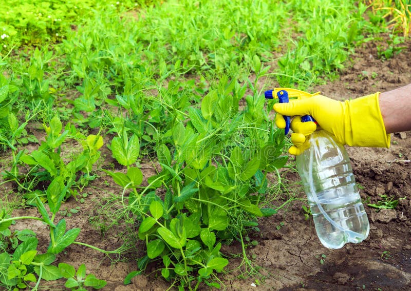 Treatment of Pea Seedlings before Flowering with a Fungicide Against ... Treatment of Pea Seedlings before Flowering with a Fungicide Against ...
