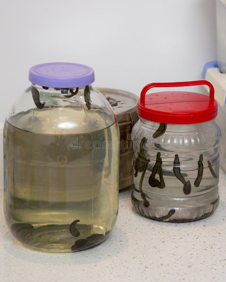 Treatment of People of Medical Leeches. Stock Image - Image of ...