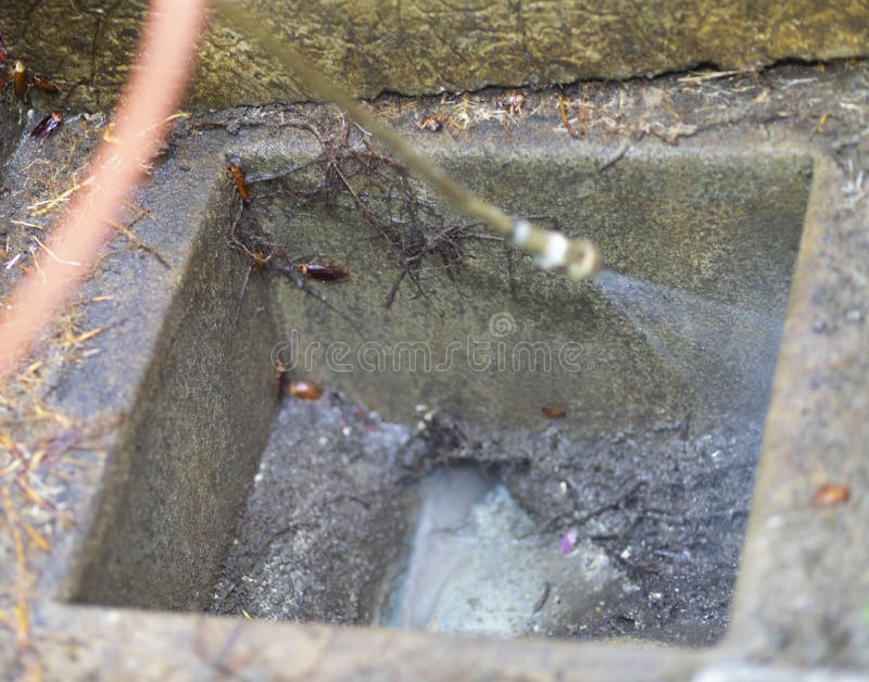 Treatment, Pest Control, Fumigation Stock Photo - Image of farm, horror ...