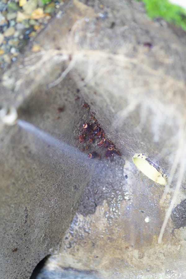 Treatment, Pest Control, Fumigation Outdoors Stock Image - Image of ...