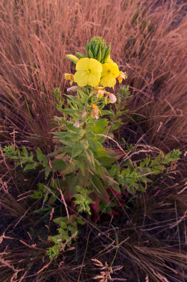 Treatment Plant. Yellow Field Plant. Flower with Yellow Buds Stock ...