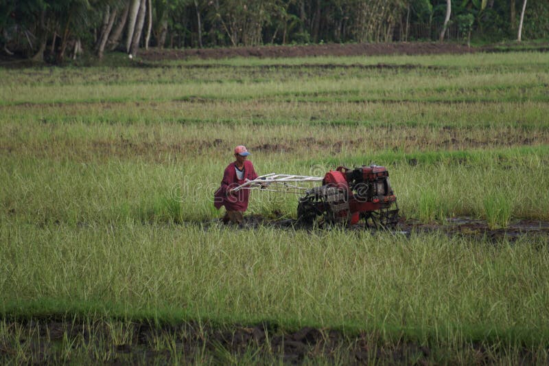 Treatment of Rice Fields on Java Island, Indonesia Editorial Stock ...