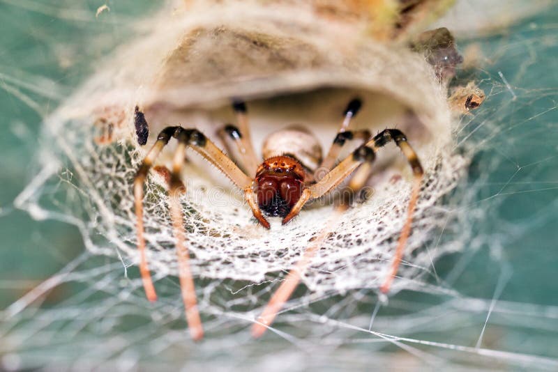 Trechter-Web Spin Met Prooi Stock Afbeelding - Image of zijde, trechter ...