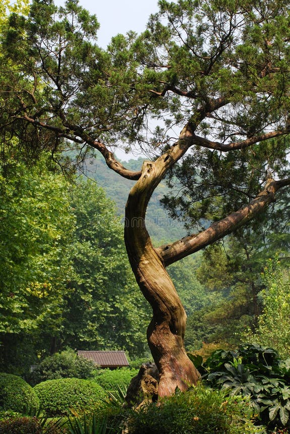 A tree stock image. Image of trees, china, neck, natural - 10828661
