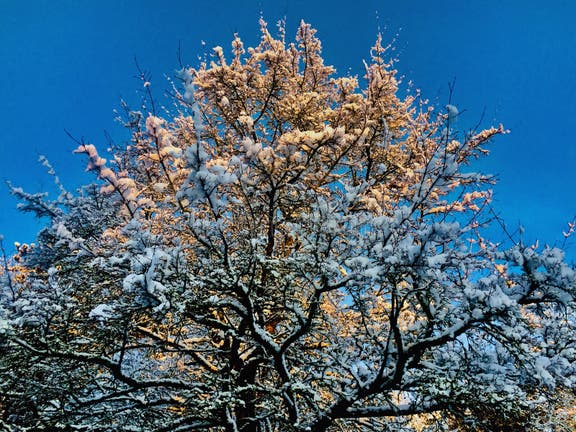 Tree stock photo. Image of snow, blue, bleue, neige - 109592514