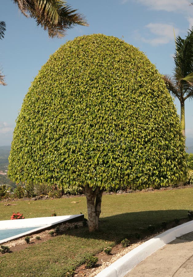 Phycus Leaf Stock Photos - Free & Royalty-Free Stock Photos from Dreamstime