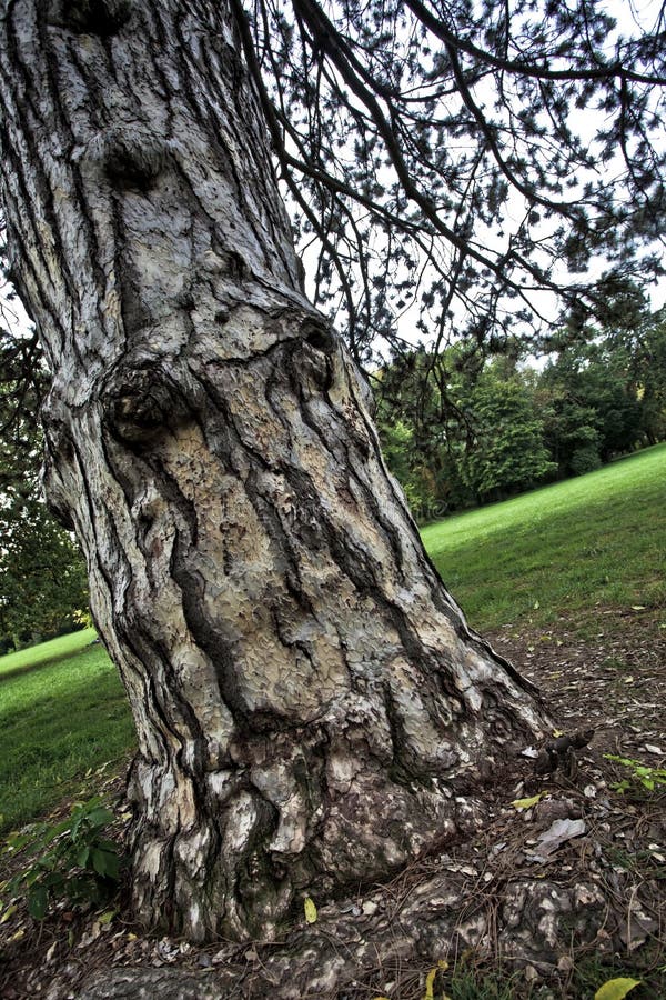 Tree stock photo. Image of earth, tree, sapless, forest - 11318514