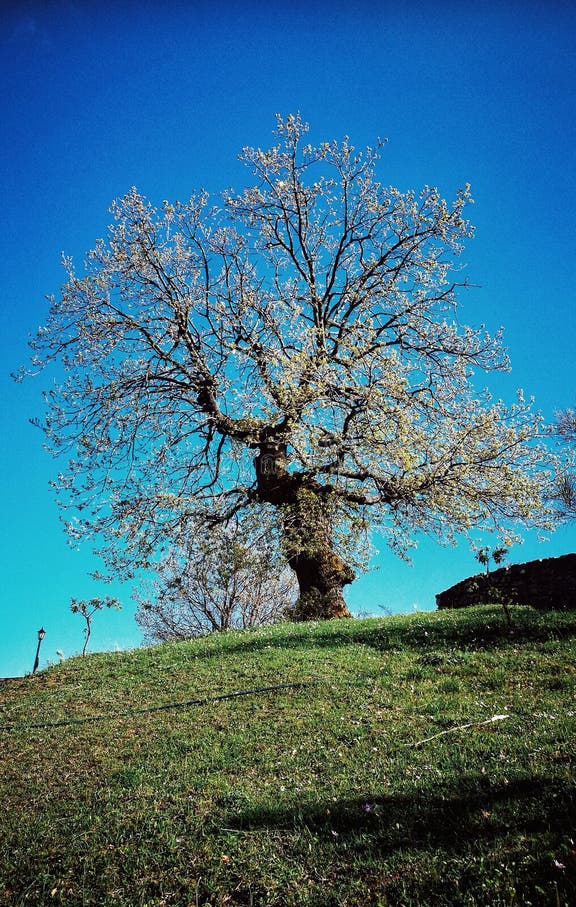 Tree stock photo. Image of tree, daylight, spring, nature - 113739654