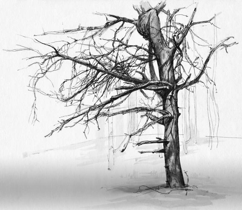 A drawing of a tree stock illustration. Illustration of hatching - 11528150
