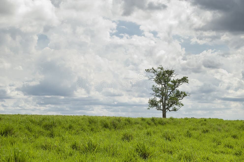Tree stock photo. Image of bright, pasture, farm, scene - 12052924