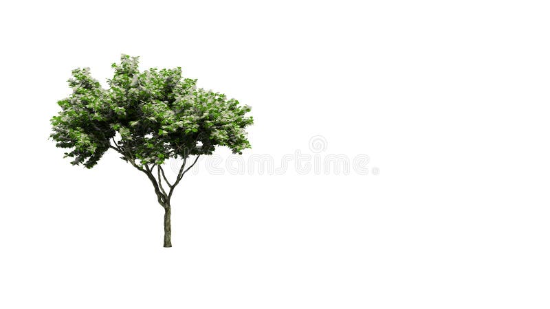 Good and Bad Tree, Vector Illustration Stock Illustration ...