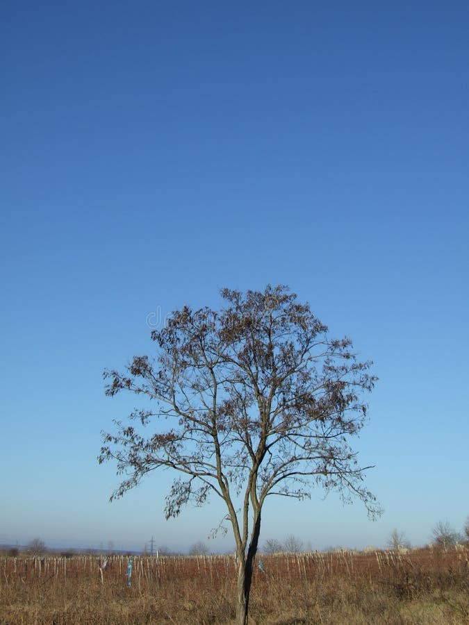 Tree stock image. Image of alone, nature, empty, copy - 12076907