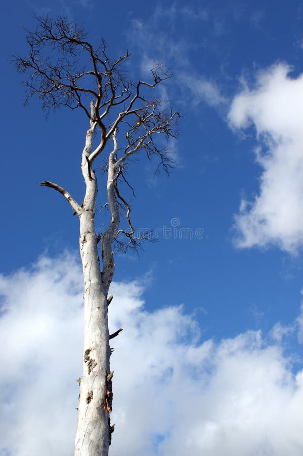 Tree stock image. Image of emissions, emptiness, environmental - 12262721
