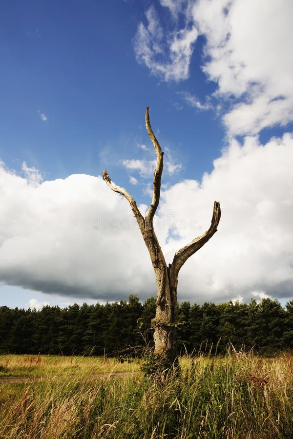 Forked Tree Stock Images - Download 744 Royalty Free Photos