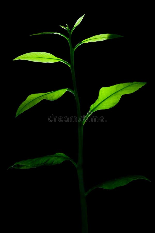 Lemon Tree Canopy Stock Photos - Free & Royalty-Free Stock Photos from ...