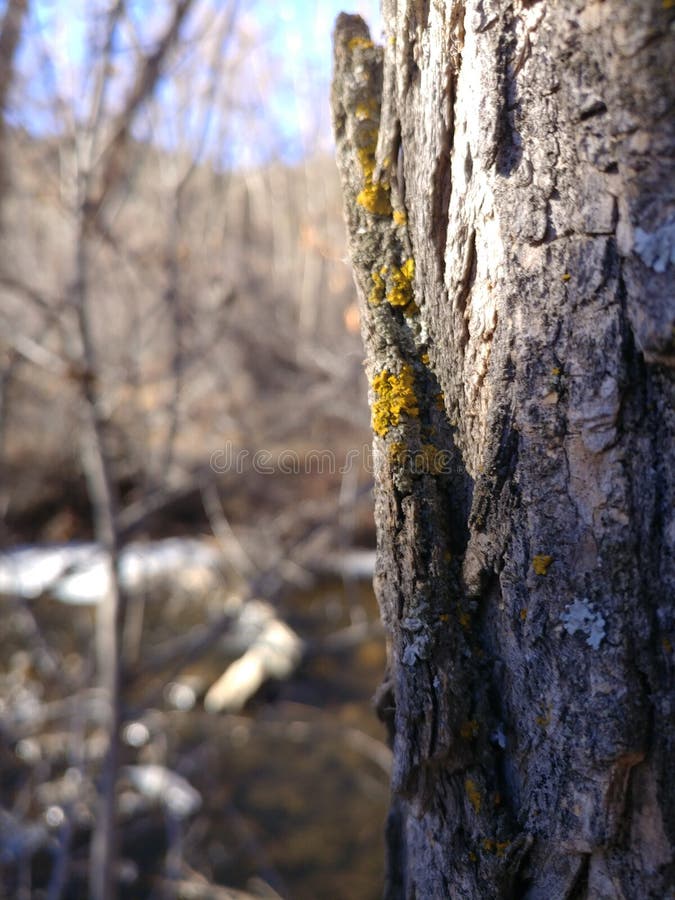Tree stock image. Image of forest, earth, clear, tree - 128485411
