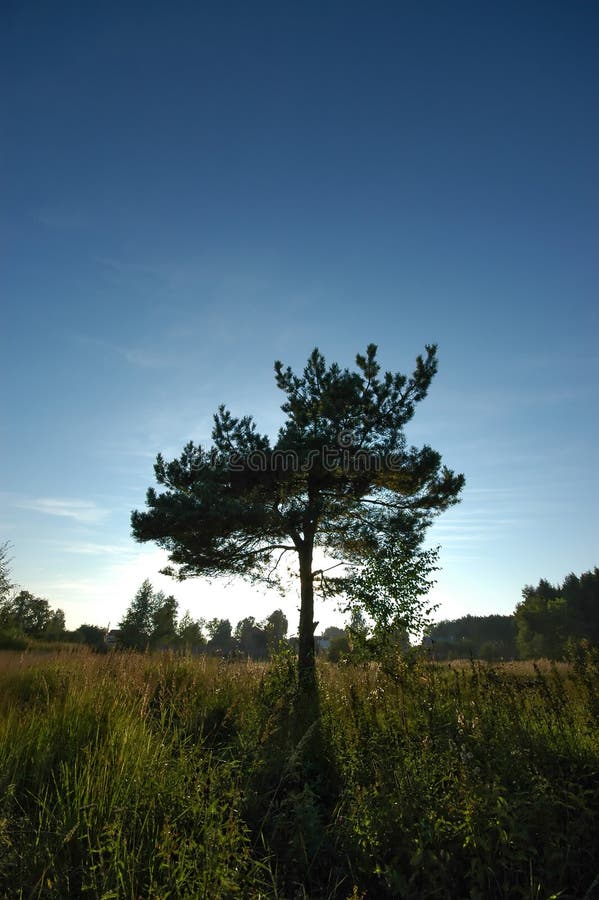 Tree stock image. Image of tree, treed, nature, isolated - 1319819