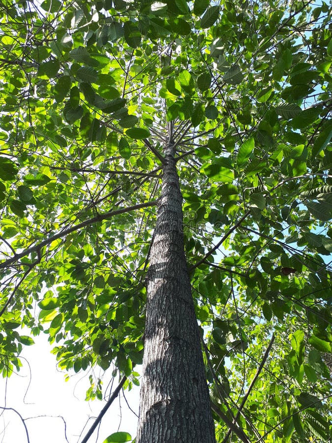 Tree stock photo. Image of plant, wood, stick, treebranch - 132308536