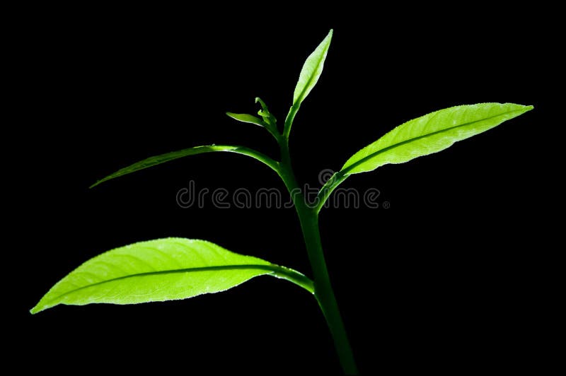 Lemon Tree Canopy Stock Photos - Free & Royalty-Free Stock Photos from ...
